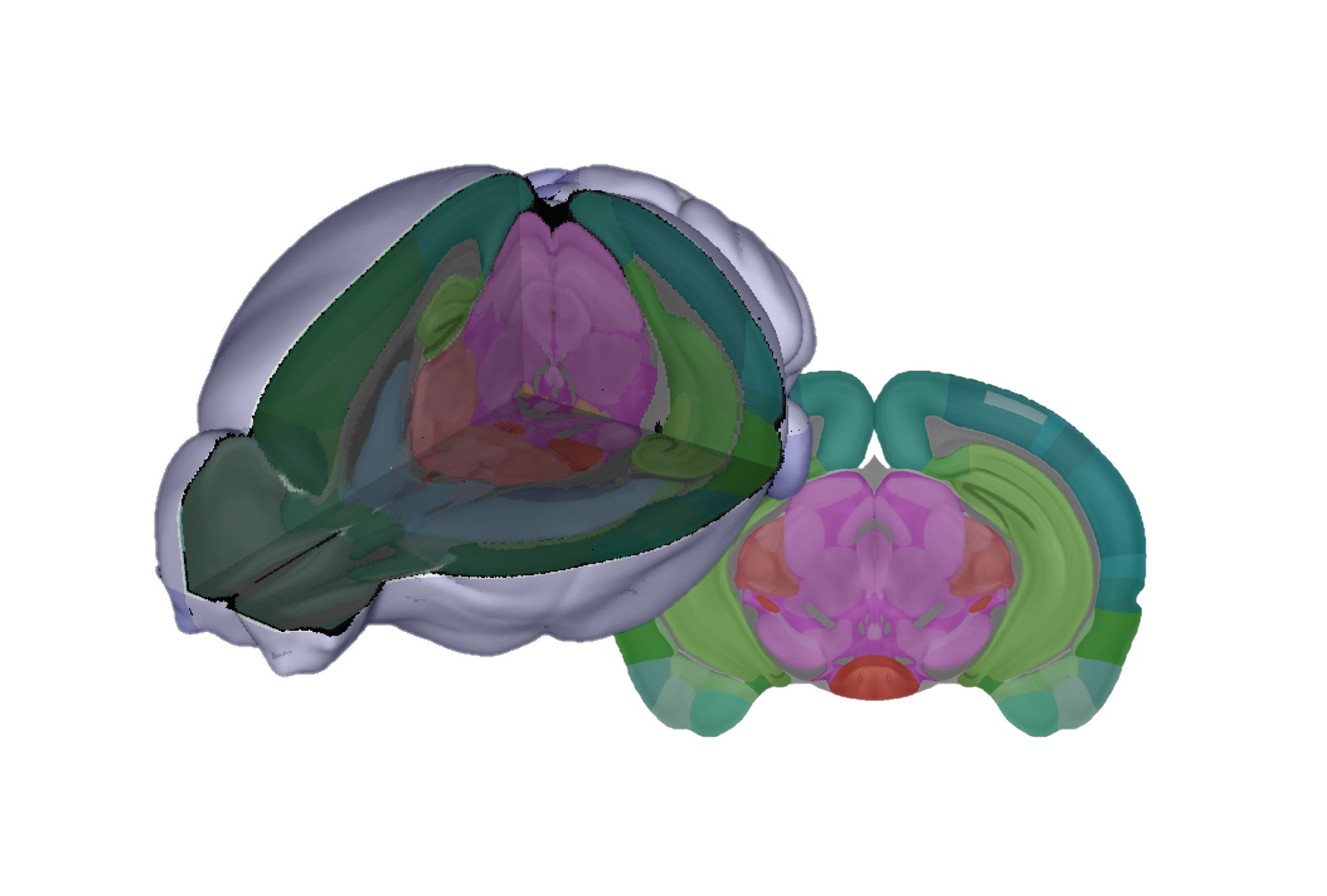 Mouse Brain Atlas Tools Ebrains